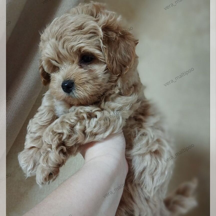 Мальтипу, щенок