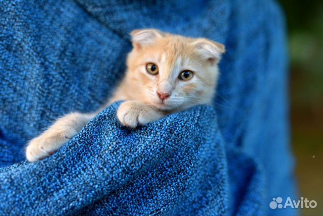 Симпатичный рыжий котёнок-мальчик