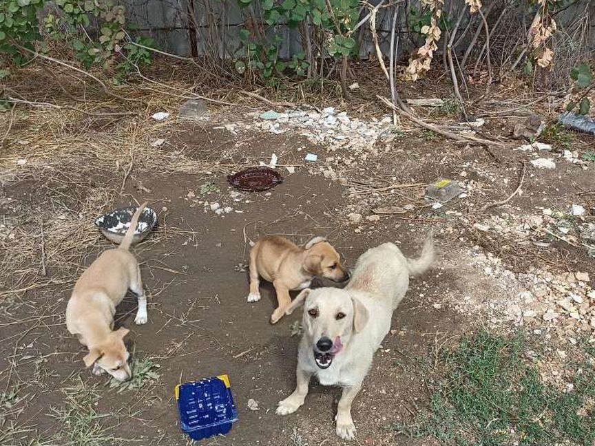 Щенки в добрые руки