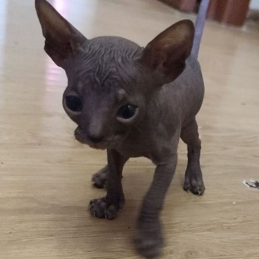 Донской сфинкс котенок
