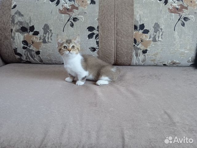 Кошки