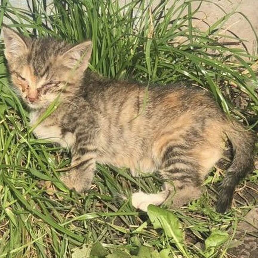 Погибает серый маленький котенок
