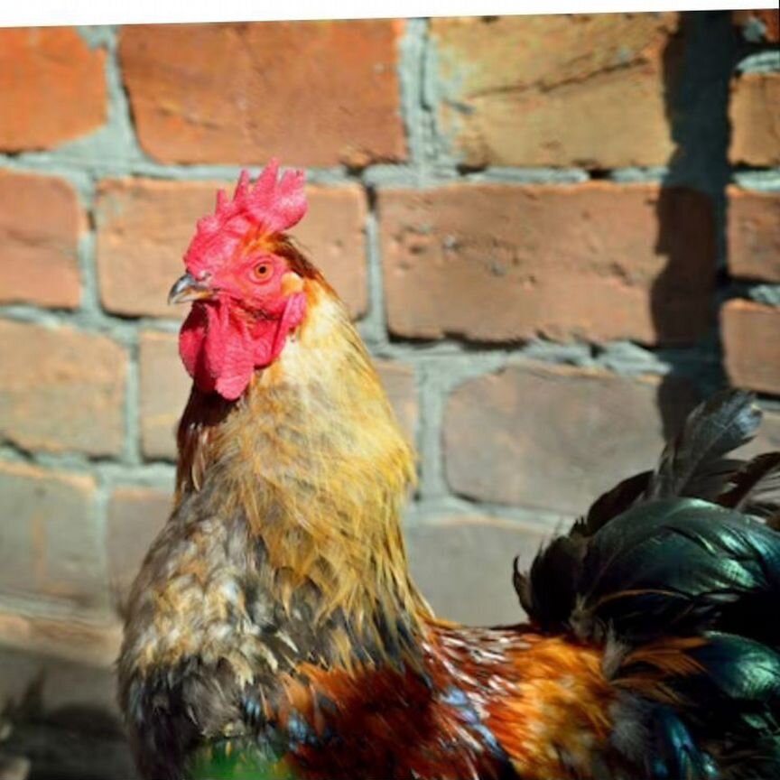 Продам петуха на племя