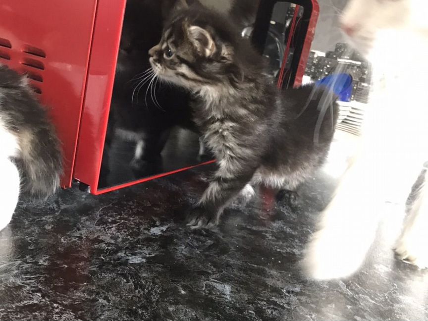 Котята