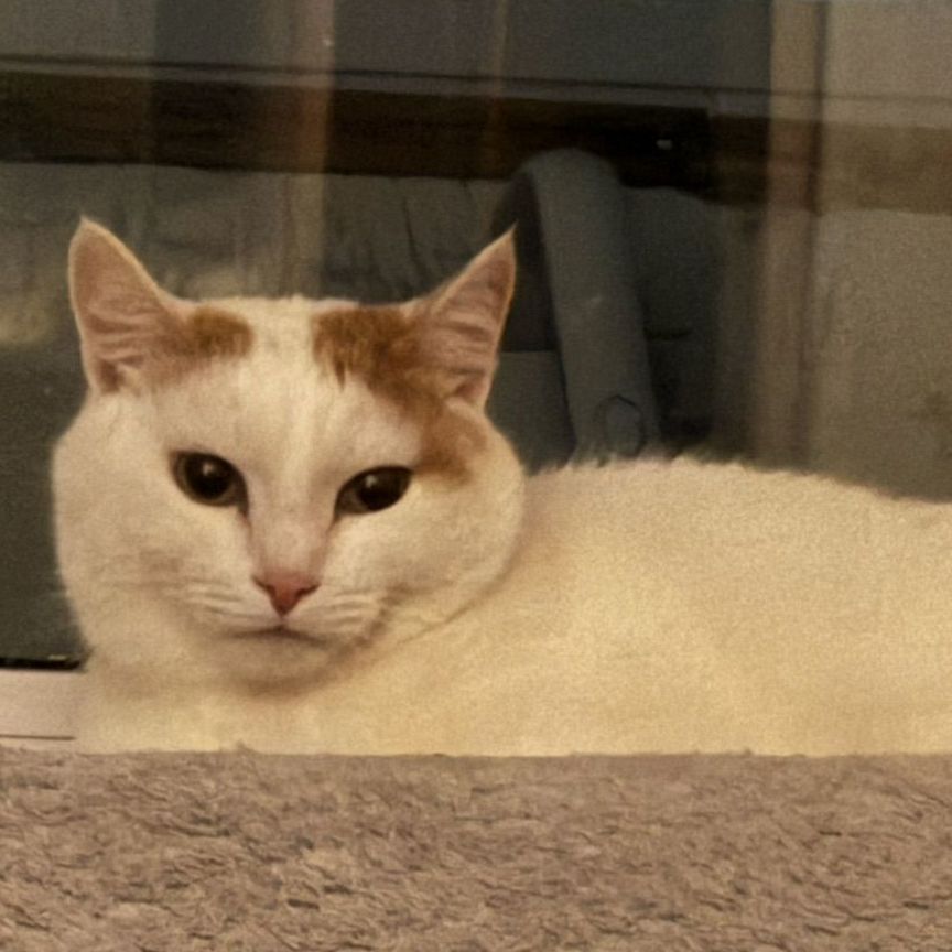 Взрослая кошка в добрые руки