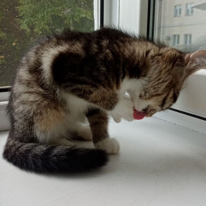 Котёнок в добрые руки