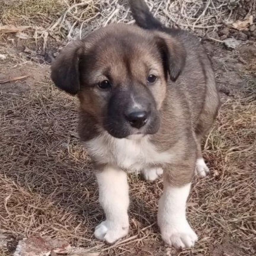 Русская пегая гончая, щенок