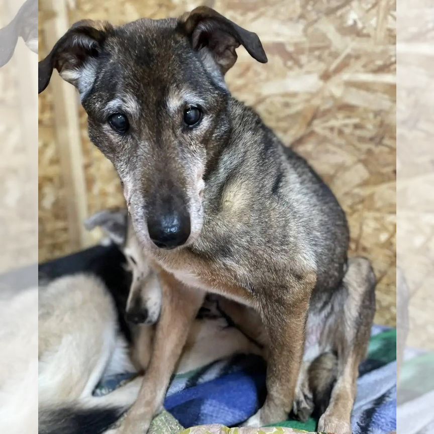 Взрослый пёс в добрые руки