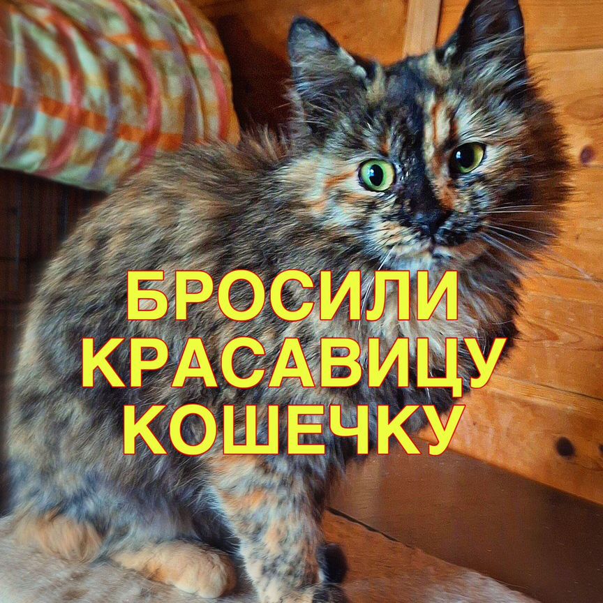 Взрослая, кошка в добрые руки