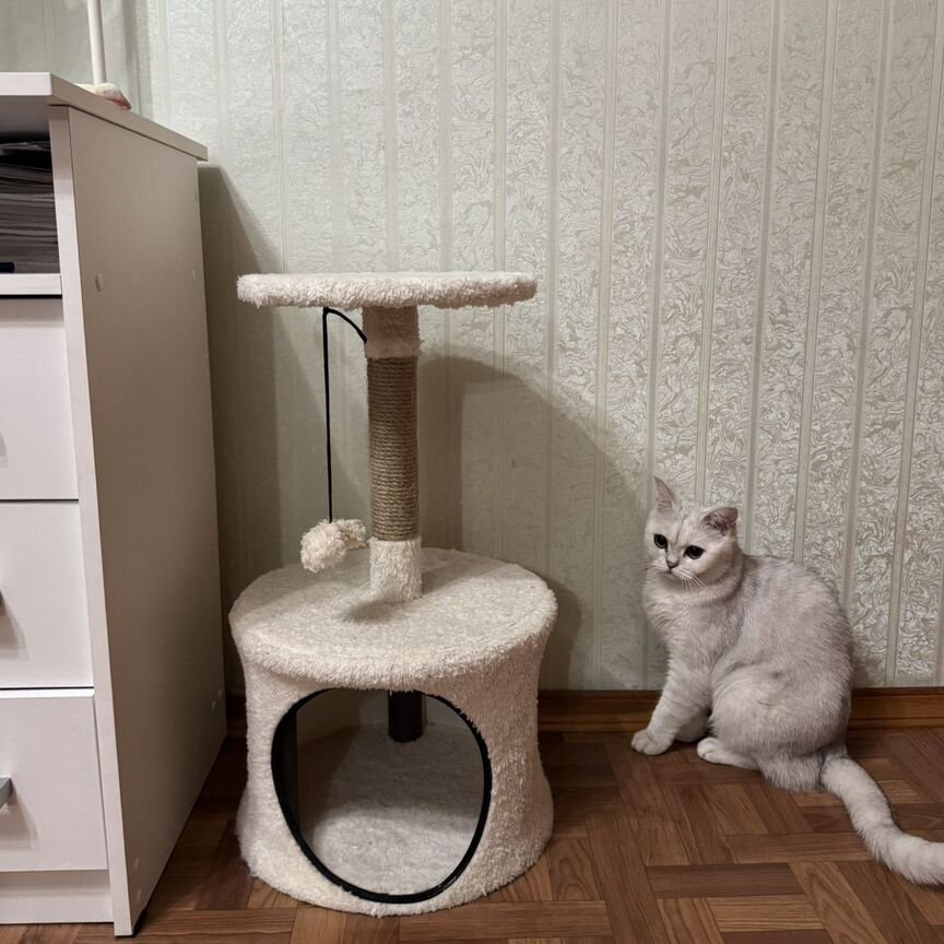 Когтеточка