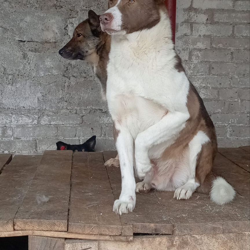 Собаки