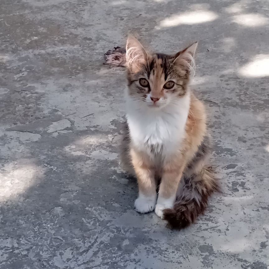 Трёхцветная дворовая кошечка