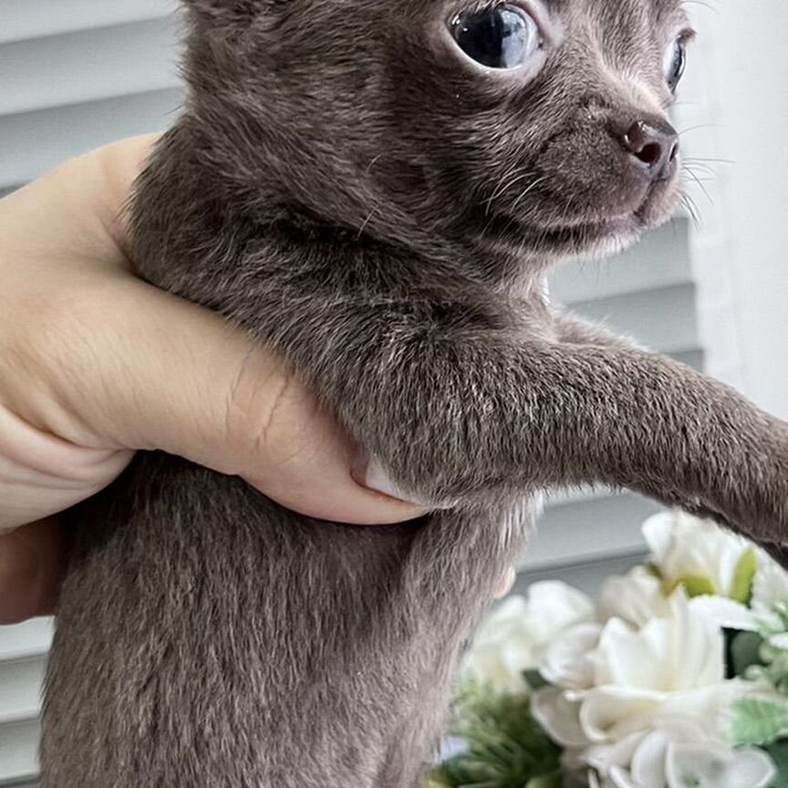 Лиловый парень супер мини