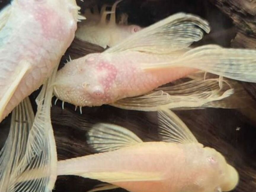 Анциструс сомики, агамикс