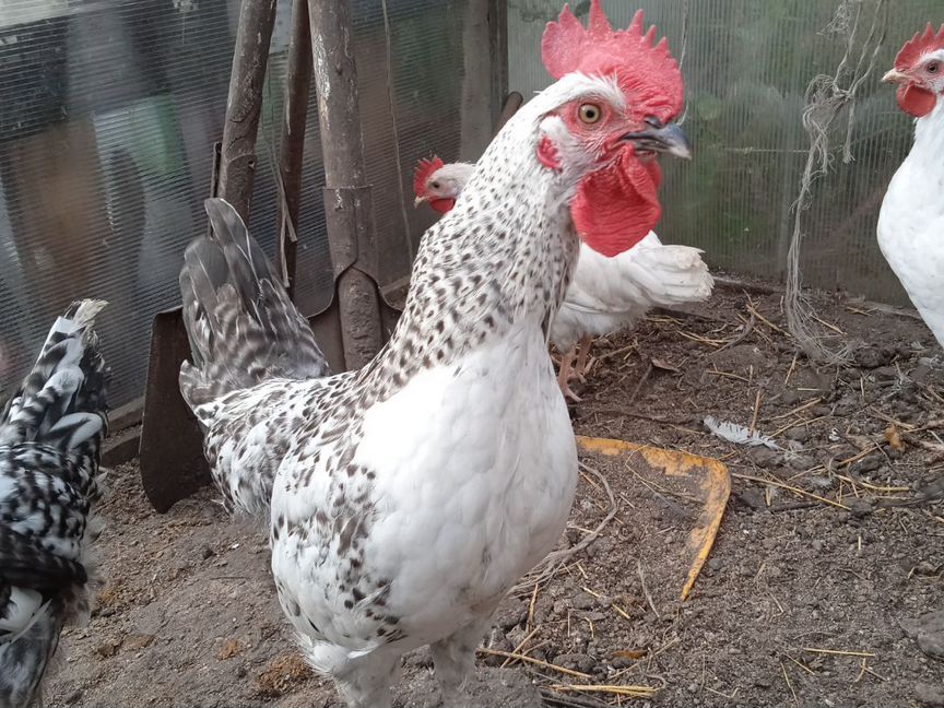 Молодые породистые петухи