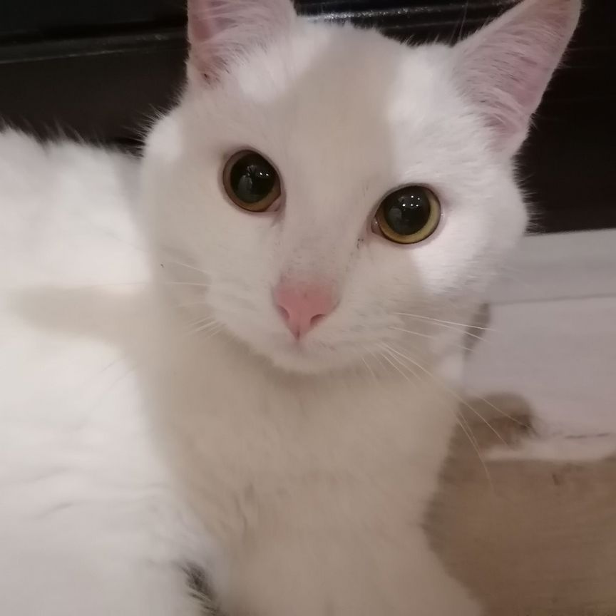 Белый котик