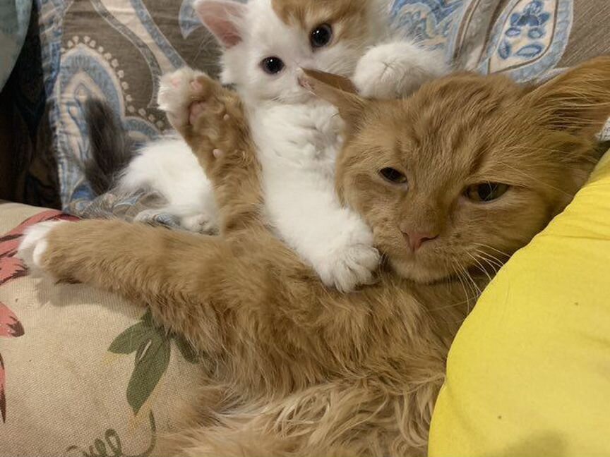 Нежнейшие существа котодетки