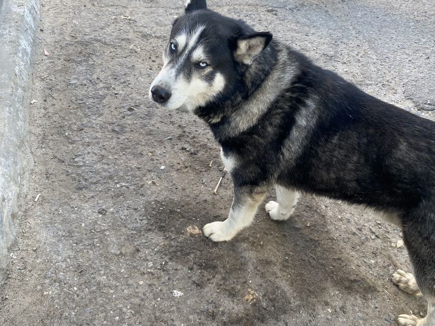 Сибирский хаски потеряшка