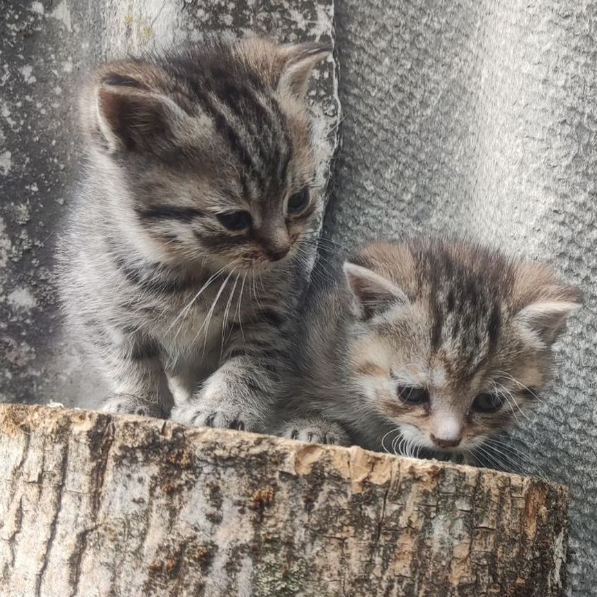 Котята в добрые руки бесплатно