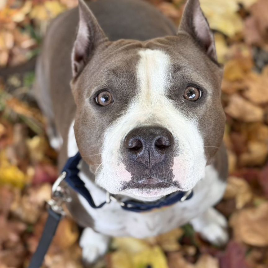 Американский стаффордширский терьер, взрослая собака