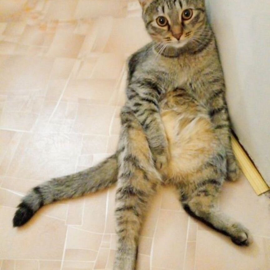 Кот 2 года, кастрирован, в добрые руки