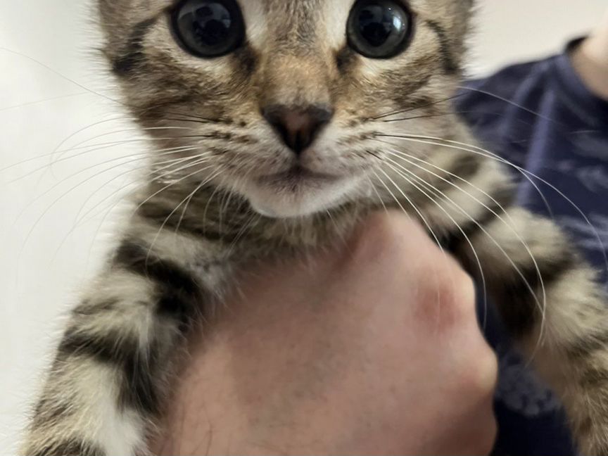 Отдадим в хорошие руки