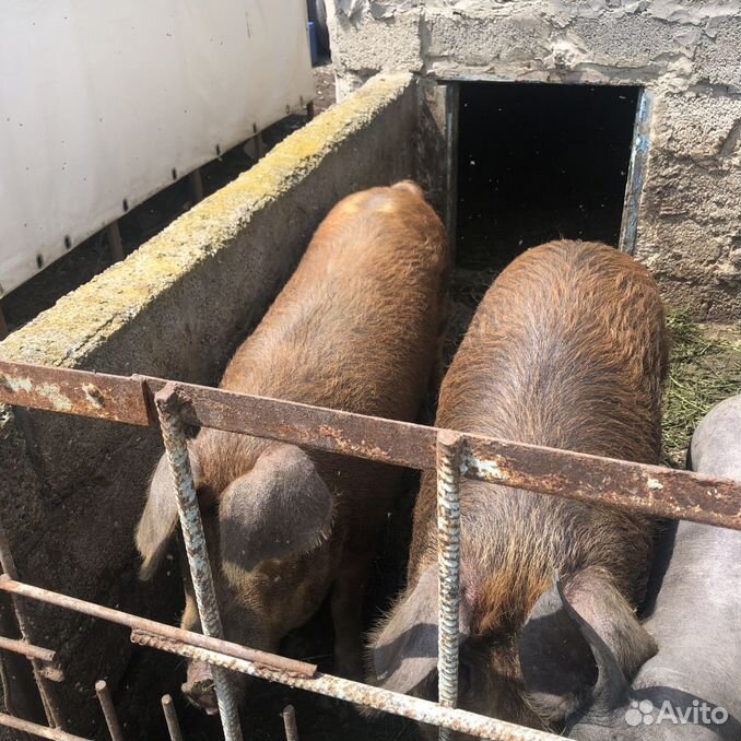 Продам два кабана, по всем вопросам звоните