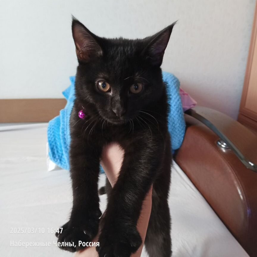 Черный котенок