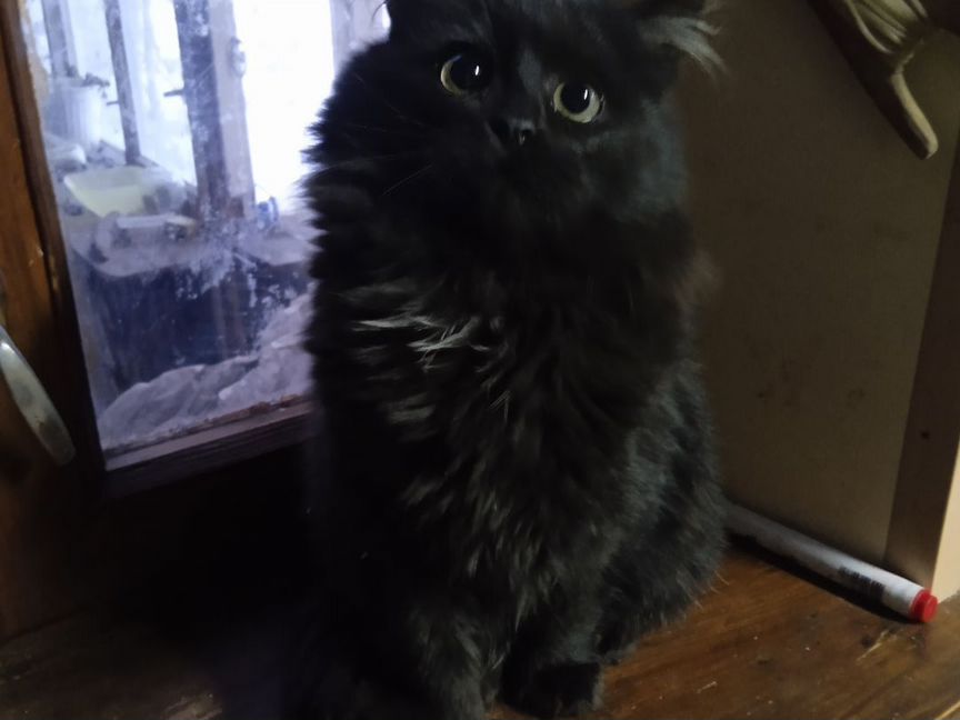 Сибирская кошка