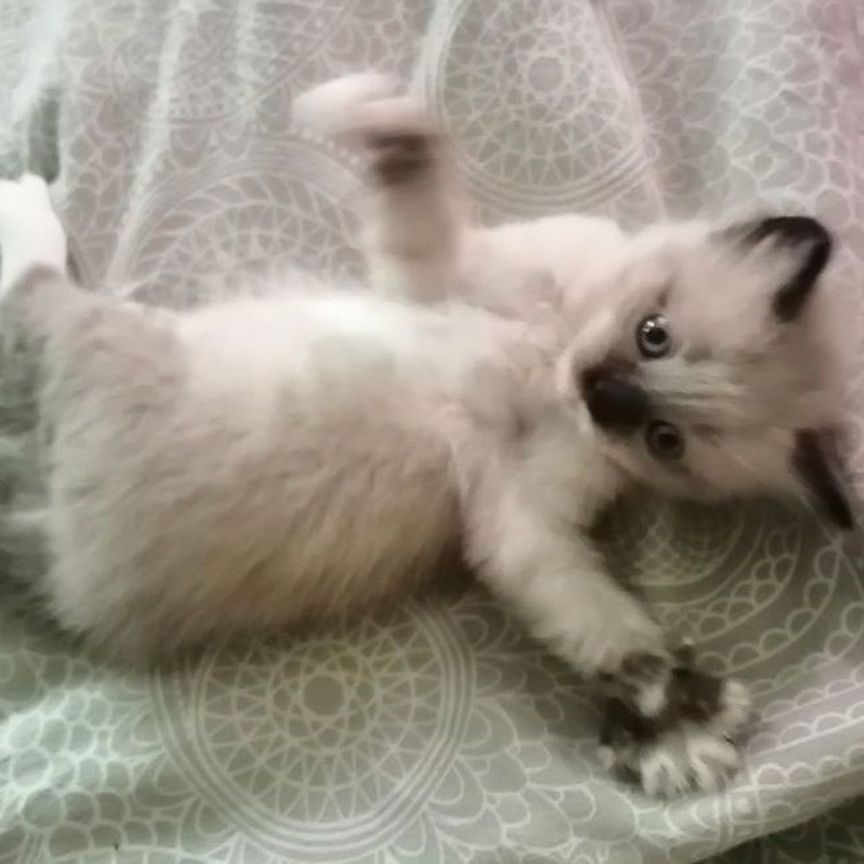 Котята Невские маскарадные