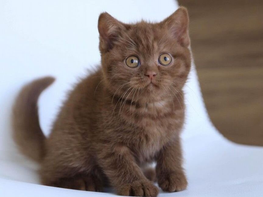 Британская девочка Циннамон