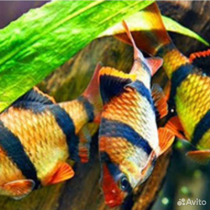 Барбус суматранский