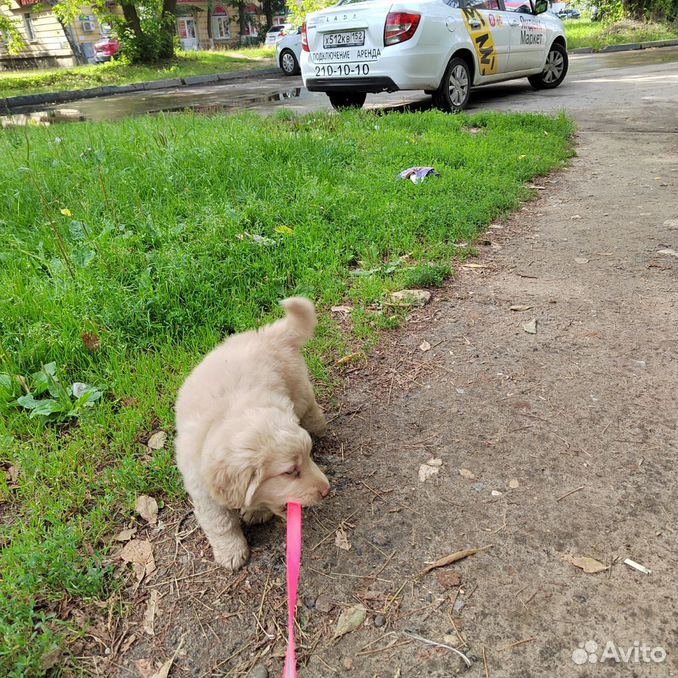 Собака золотистый ретривер
