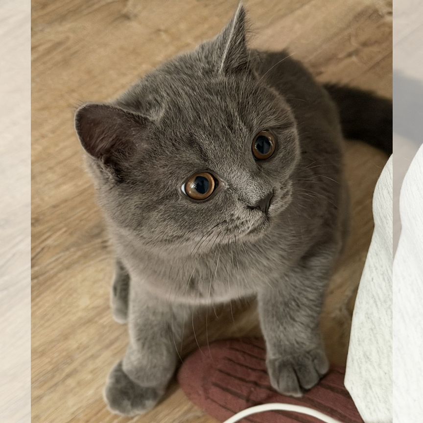 Британский короткошёрстный котёнок