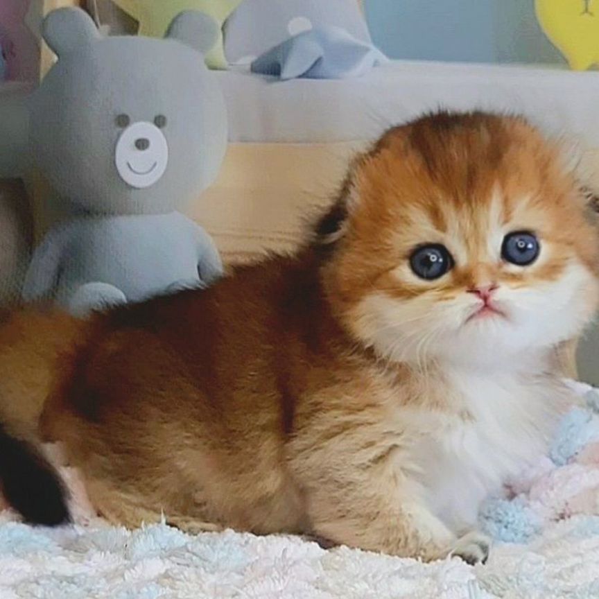 Шотландский очаровашка