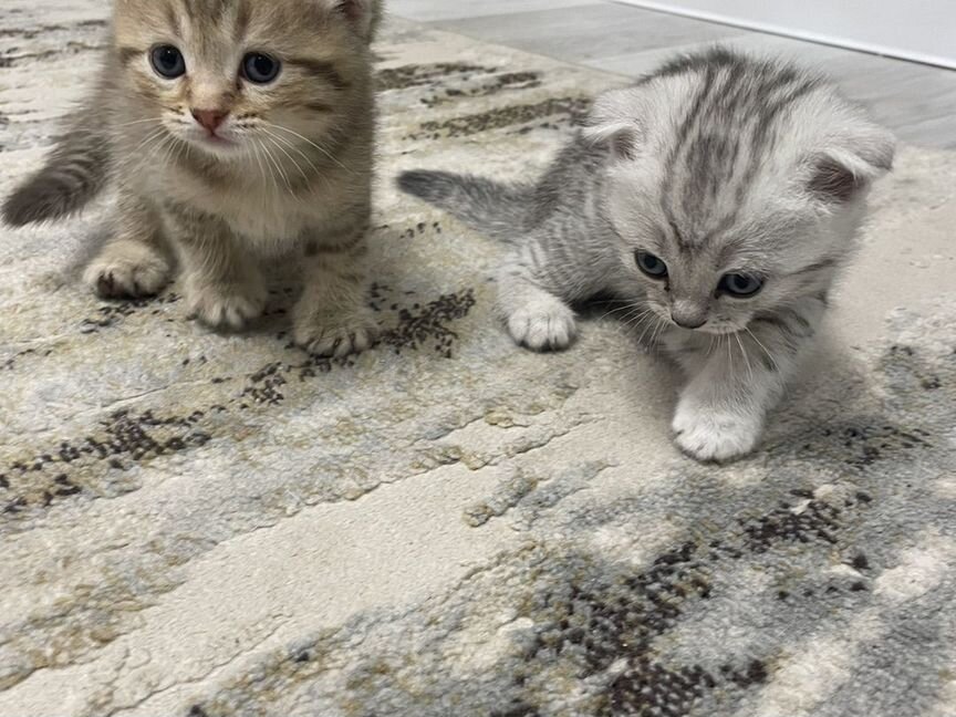 Шотландские вислоухие котята