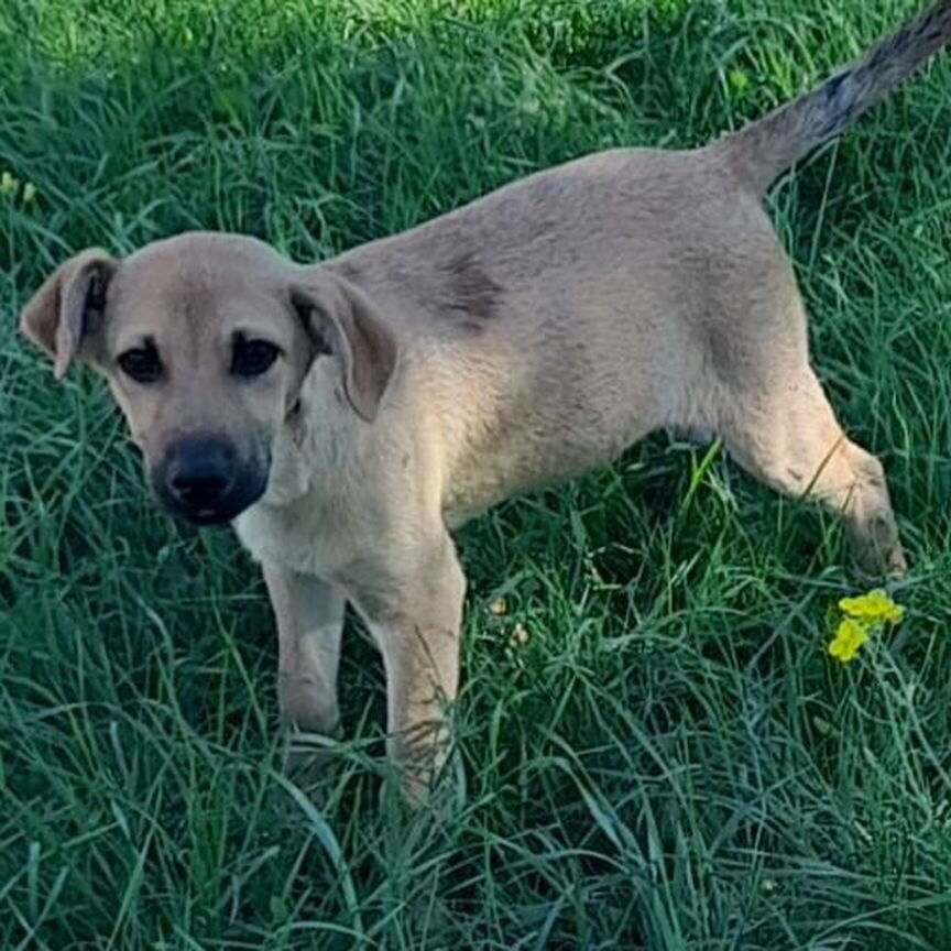 Щенок в добрые руки бесплатно