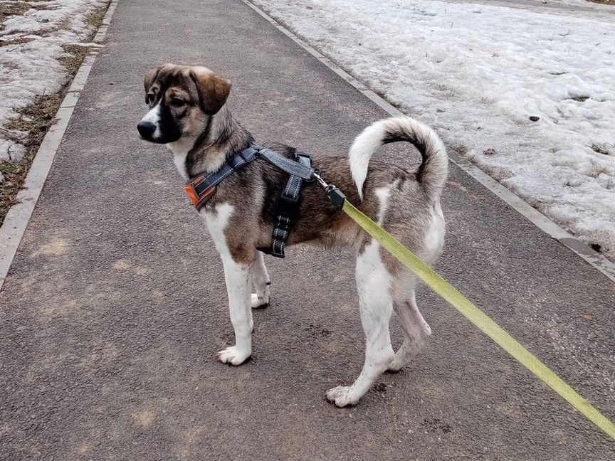 Щенок в добрые руки