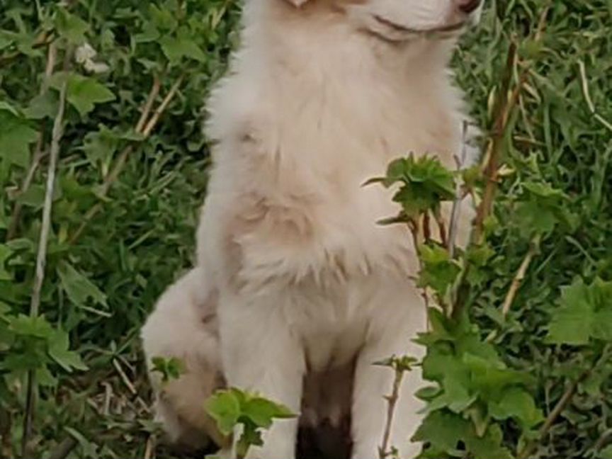 Австралийская овчарка, коричневый мрамор