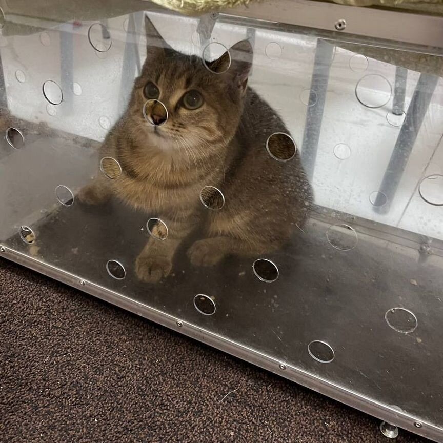 Кошечка полосатик