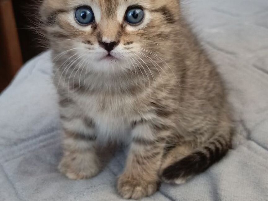 Британские котята