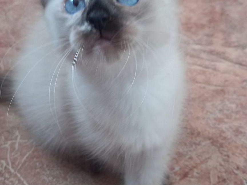 Невская маскарадная