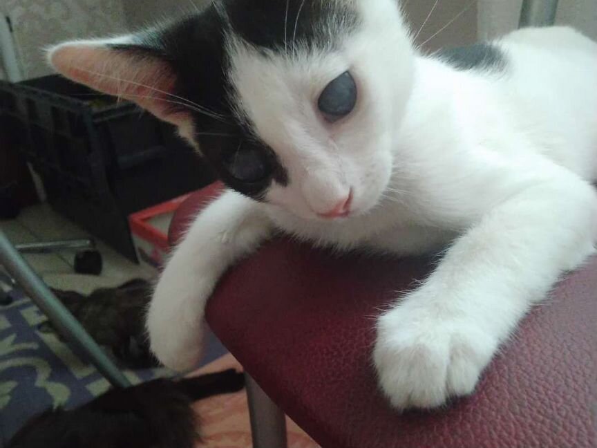 Котенок девочка