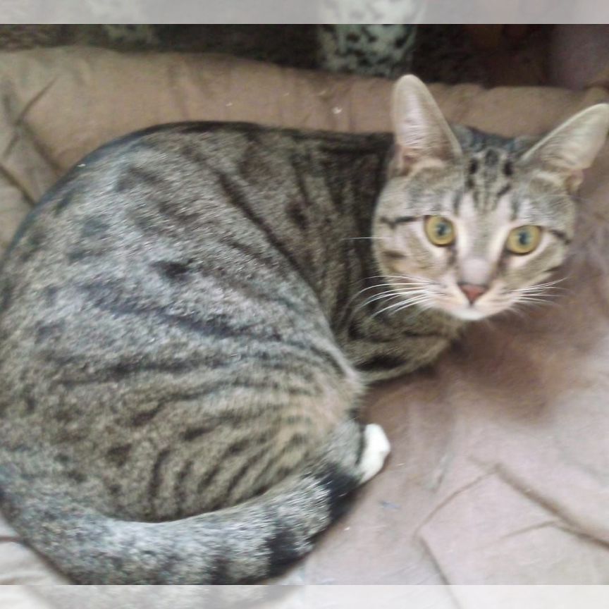 Взрослый кот от частного владельца