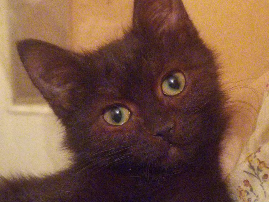Чёрный котенок