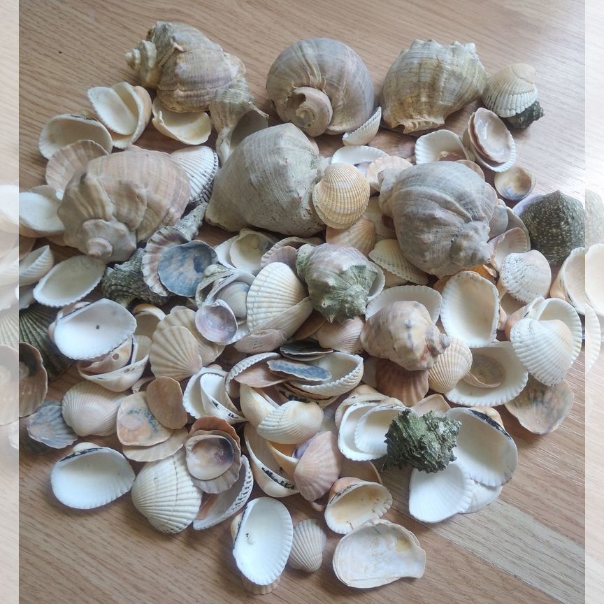 Морские ракушки раковины