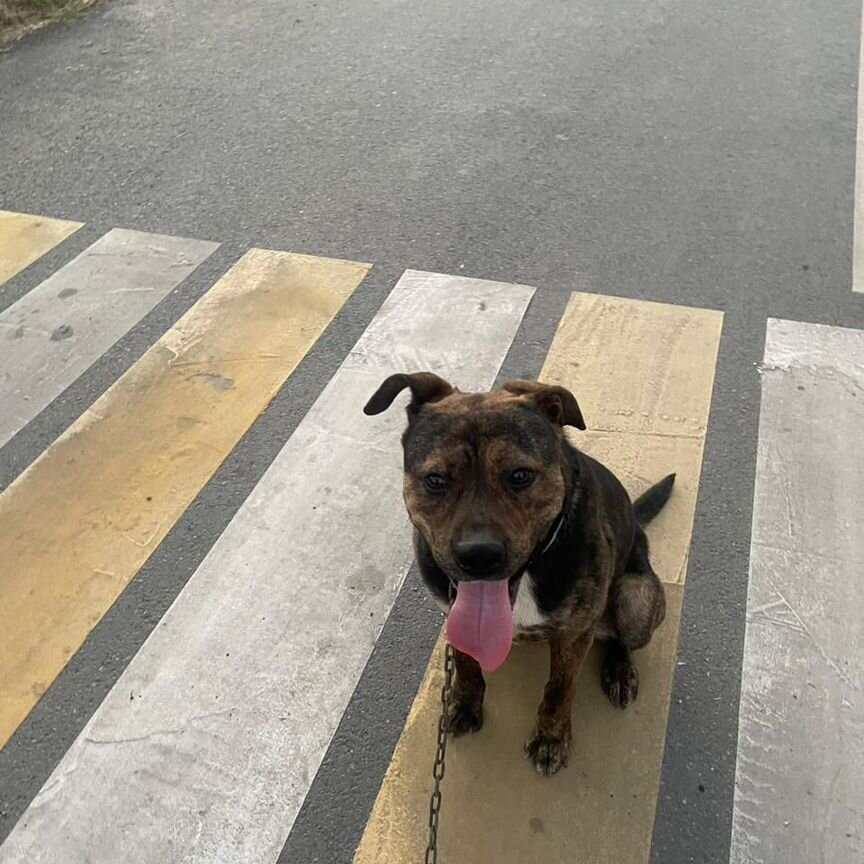 Стафаршидский терьер помесь, возраст 1,5 года