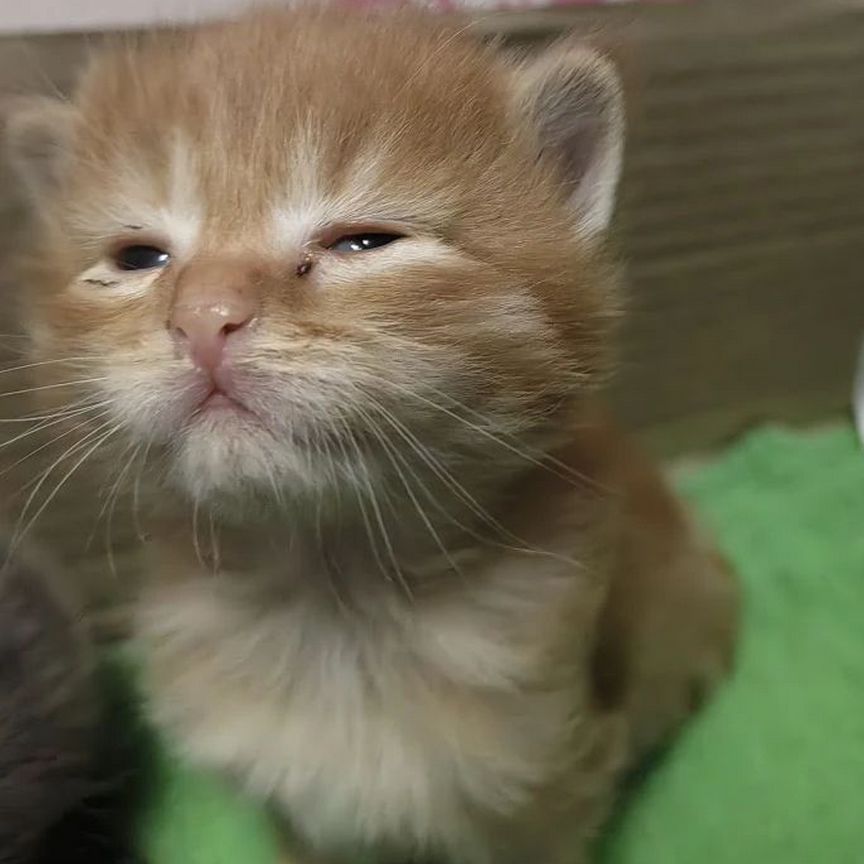 Котёнок в добрые руки