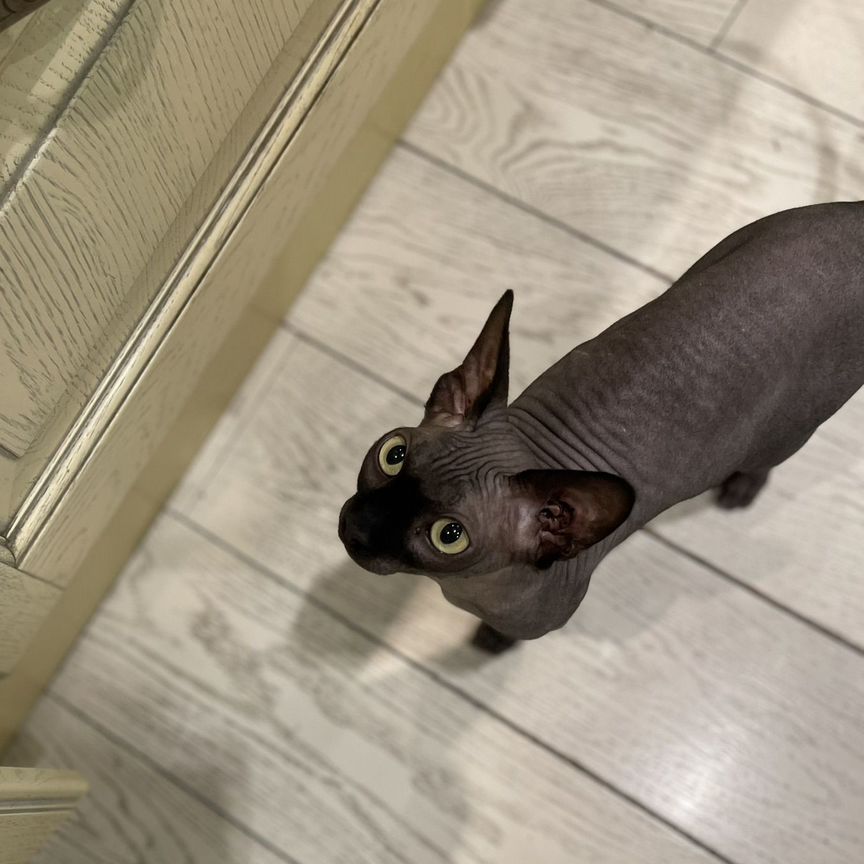 Канадский сфинкс в добрые руки