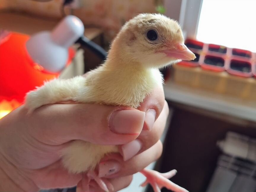 Цыплята индюки белая широкогрудая